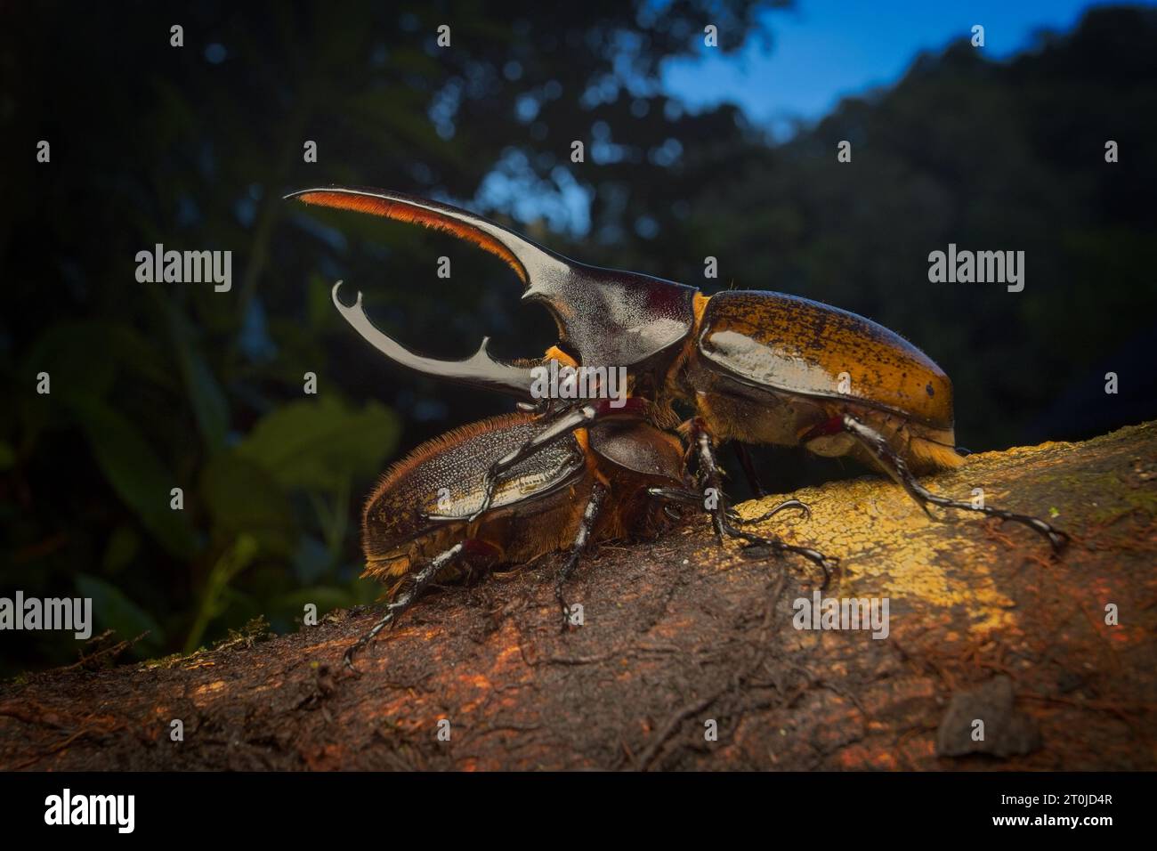 Herkules beetle hi-res stock photography and images - Alamy