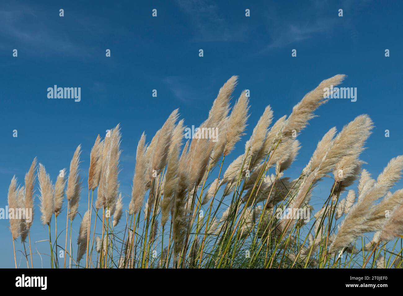 White feather pampas grass hi-res stock photography and images - Alamy