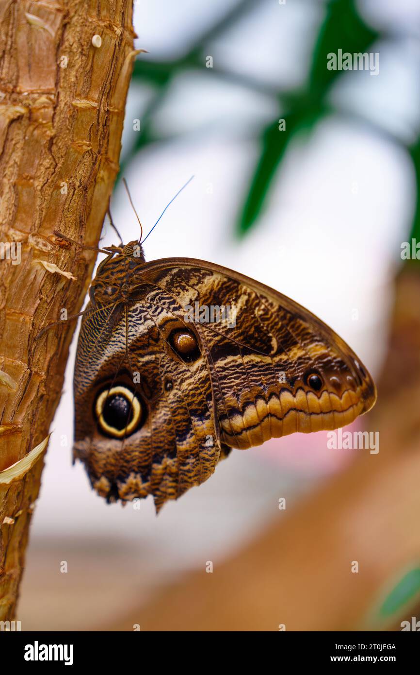tropical butterfly with eyes on the wings caligo atreus. butterfly ...