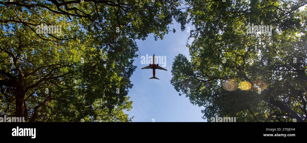 looking up through trees to a plane flying overhead Stock Photo - Alamy