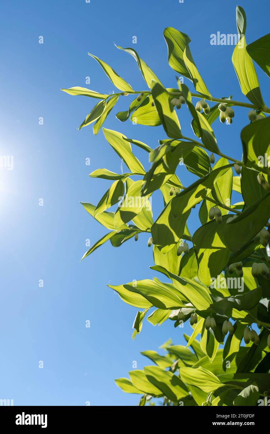 Polygonatum (also known as King Solomon's-seal or Solomon's seal ...