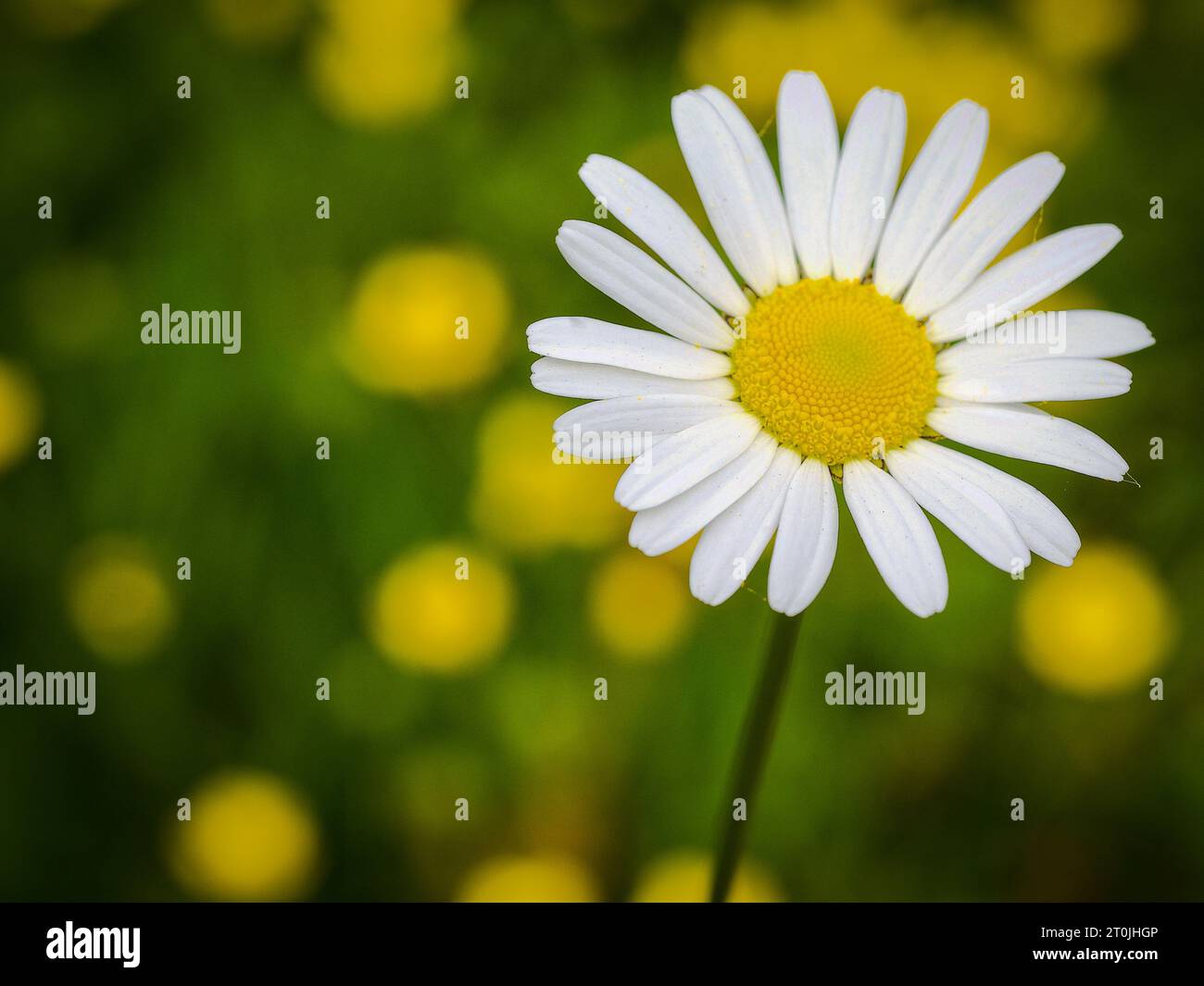 A single white Chamomile flower stands out against a vibrant yellow and ...