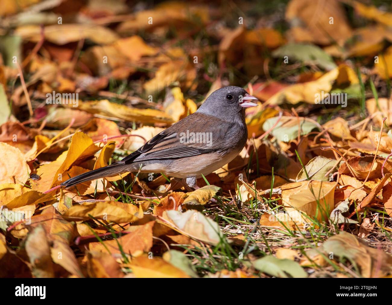 A Dark-eyed Junco (Pink sided) foraging for seeds among fallen leaves ...