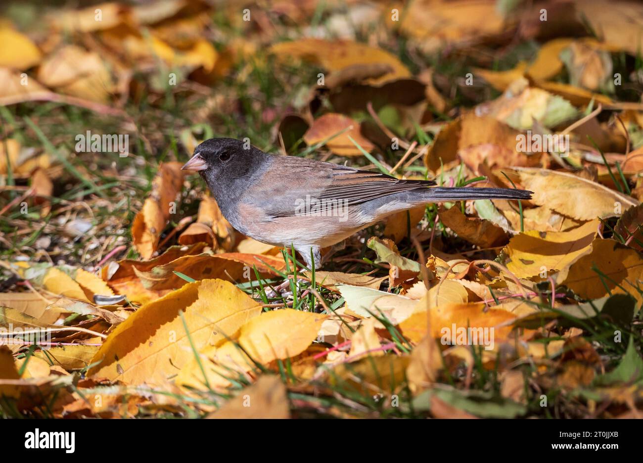 Closeup side profile of a Dark-eyed Junco in an Autumn yard with good ...