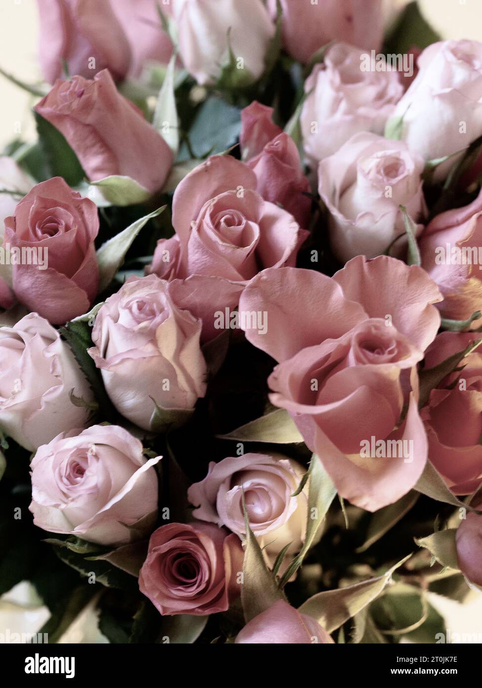 A gorgeous display of white and pink roses Stock Photo - Alamy