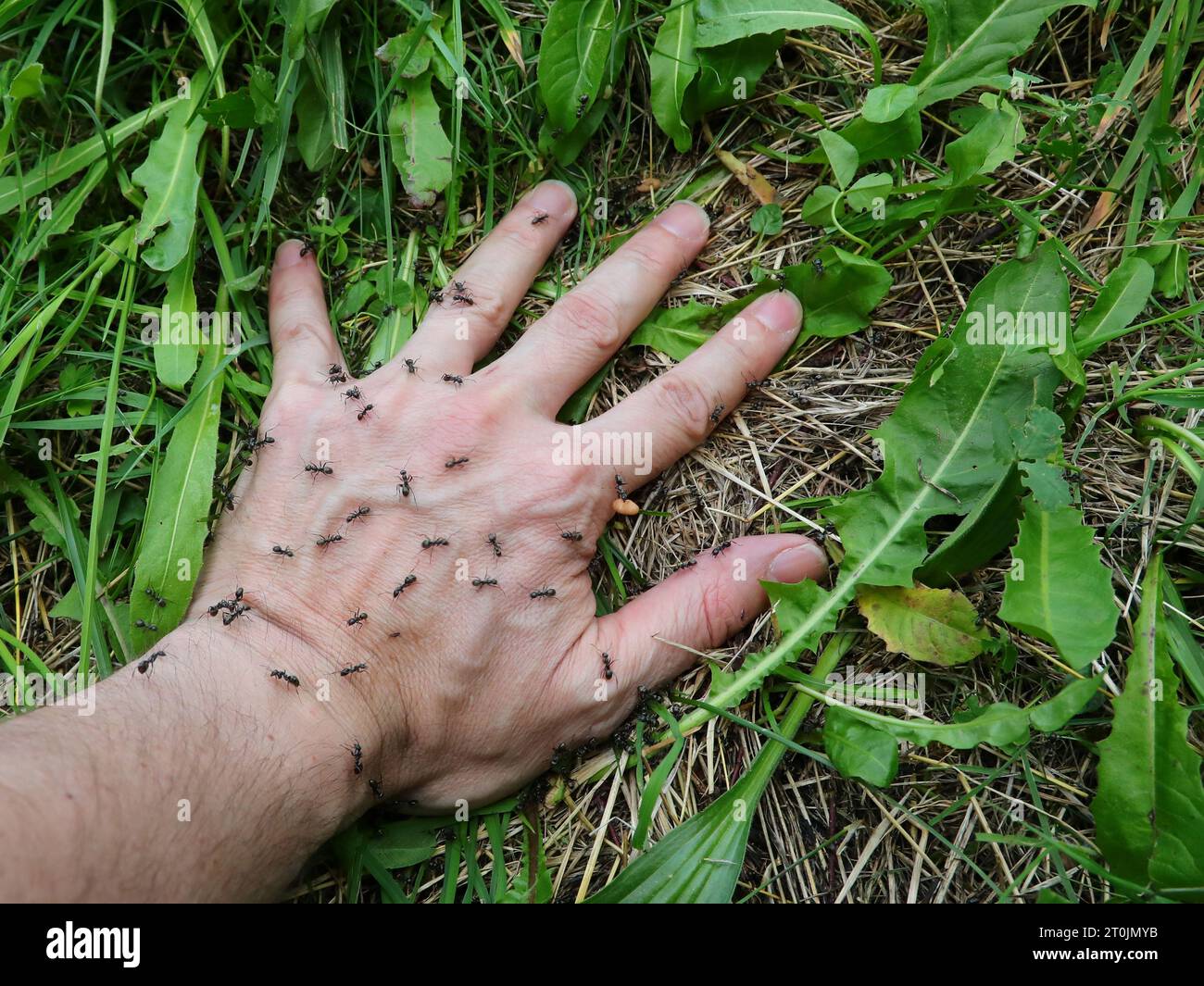 hand of person with many black ants above that bite and sting and cause ...