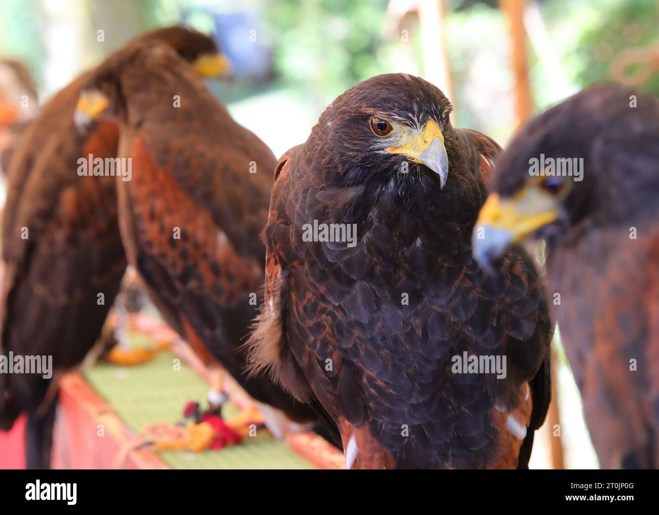 many Harris buzzard species with powerful hooked beaks during a ...