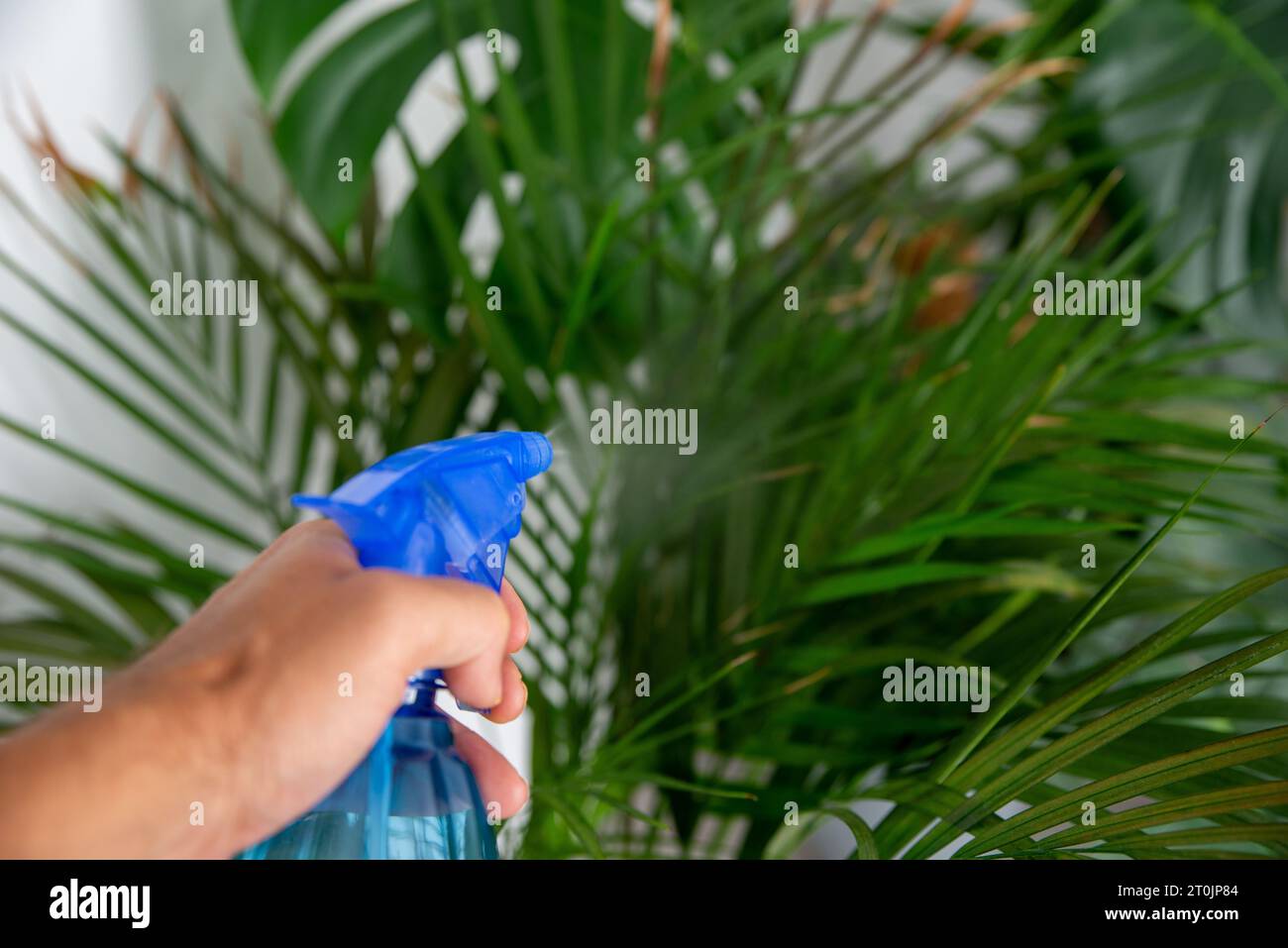 moisturizing leaves with a sprayer, taking care of air humidity Areca ...