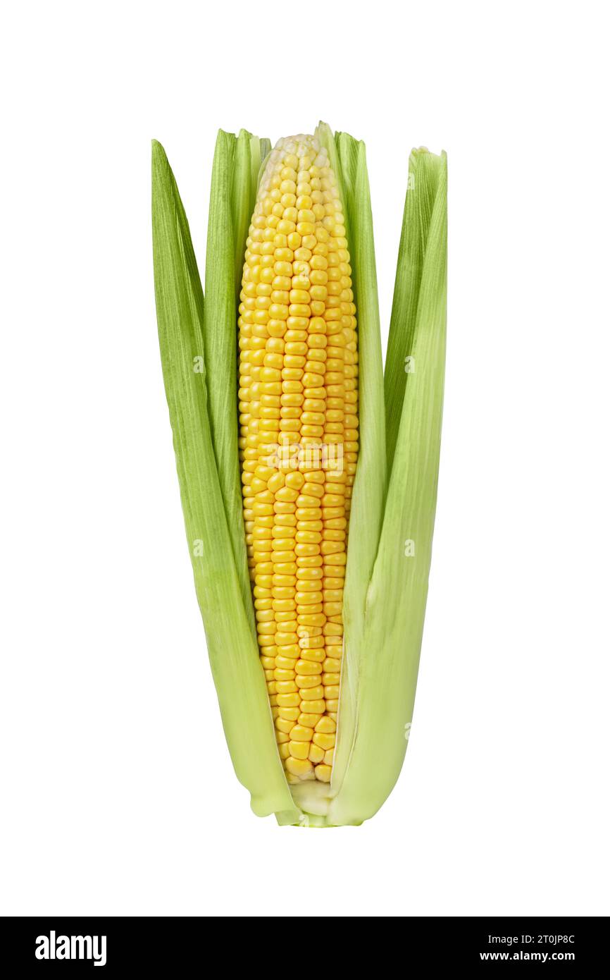 Ear of corn with leaves isolated on white background. Corn cob for ...