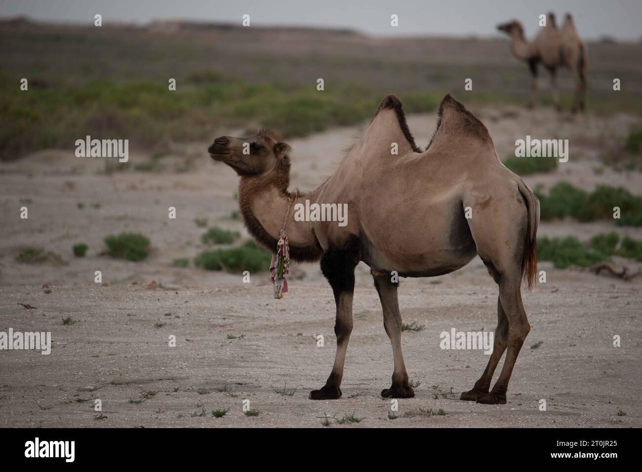 Beautiful adult brown camel standing in the steppe Stock Photo - Alamy