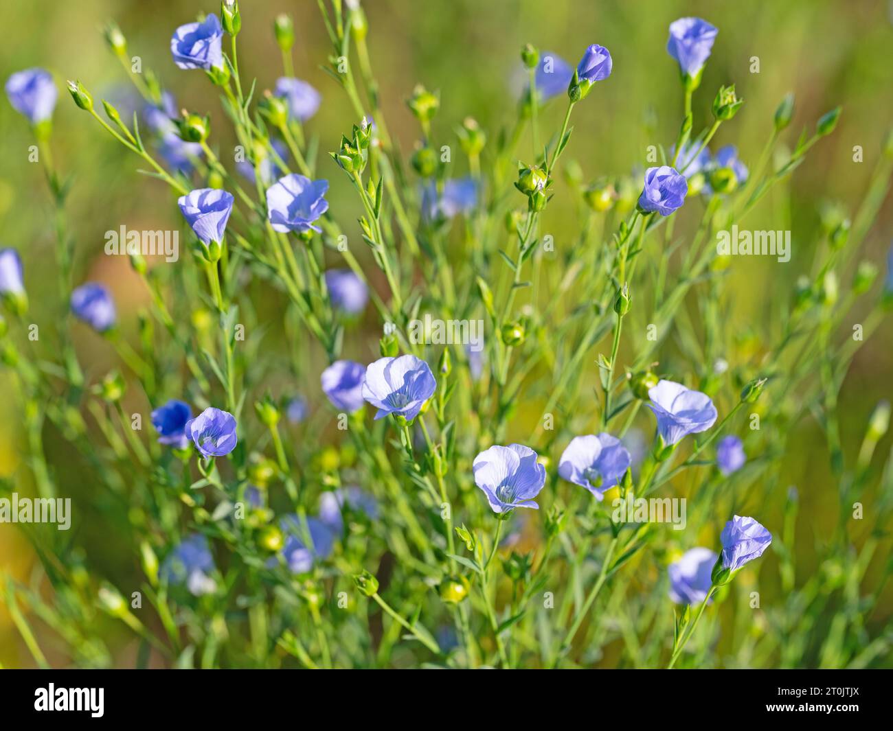 Flowering common flax, Linum usitatissimum Stock Photo - Alamy