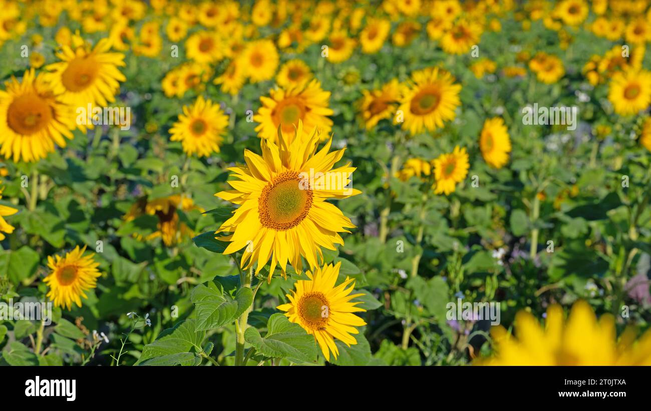 Blooming yellow sunflowers, Helianthus annuus Stock Photo - Alamy