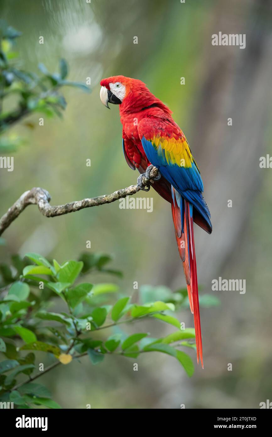 The scarlet macaw (Ara macao) also called the red-and-yellow macaw, red ...