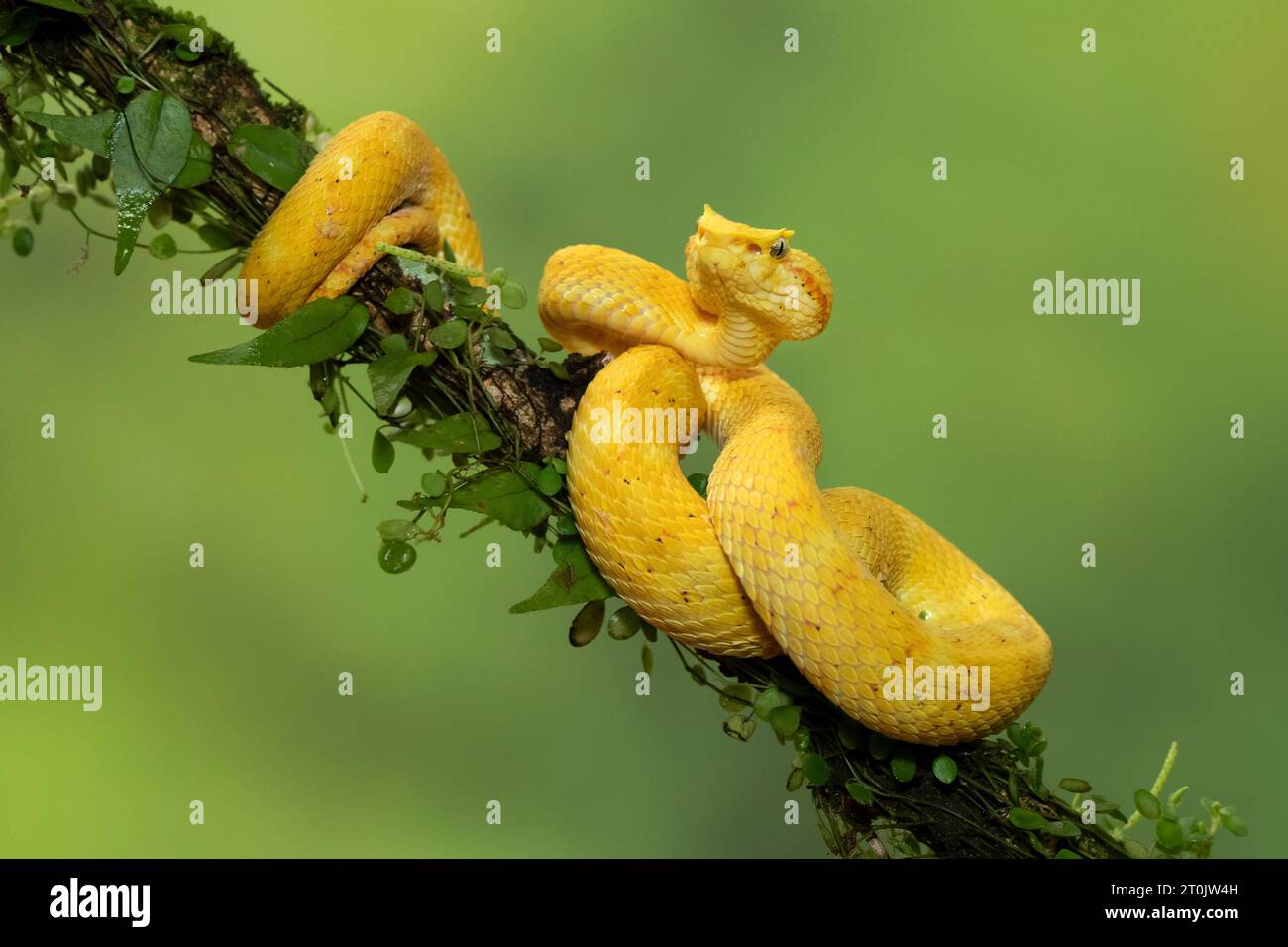 Bothriechis schlegelii, known commonly as the highland eyelash-pitviper ...