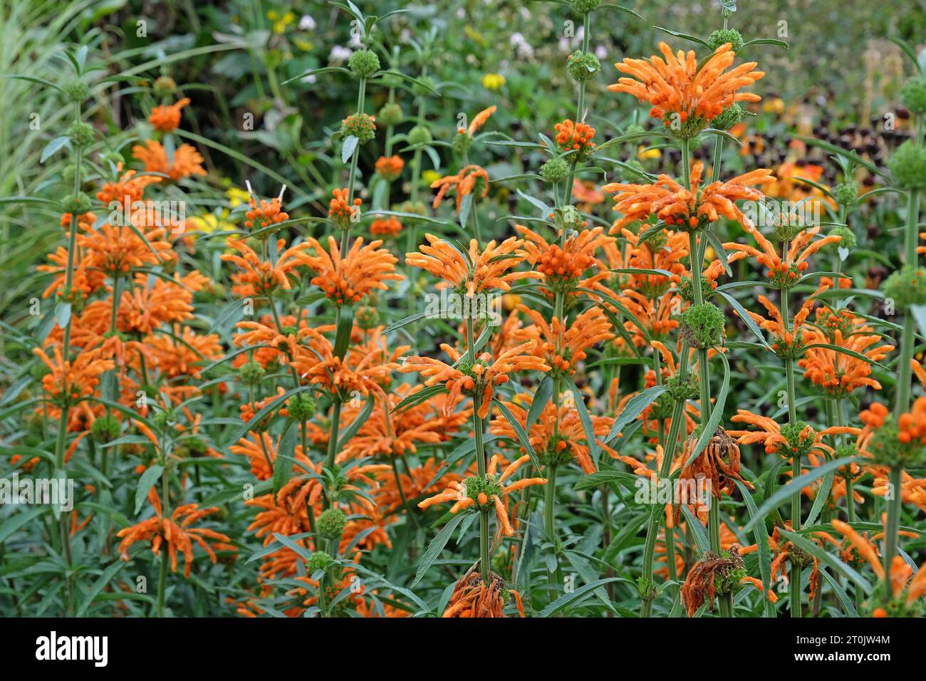 Leonotis leonurus lions tail hi-res stock photography and images - Alamy
