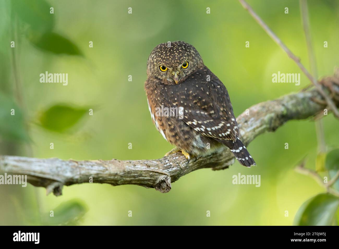 Costa rican pygmy owls hi-res stock photography and images - Alamy