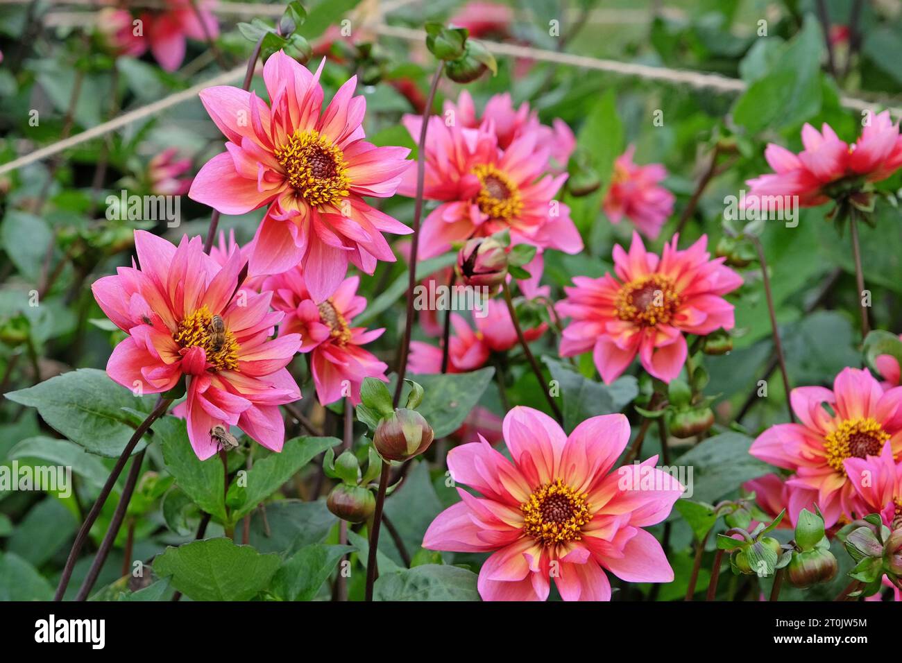 Princess nadine hi-res stock photography and images - Alamy