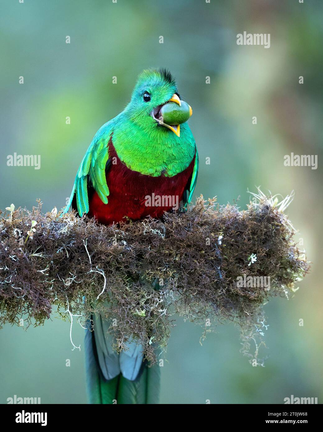 Pharomachrus mocinno hi-res stock photography and images - Alamy