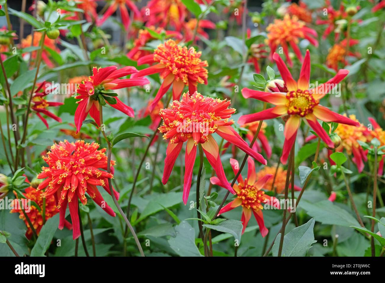 Octopus sparkle hi-res stock photography and images - Alamy