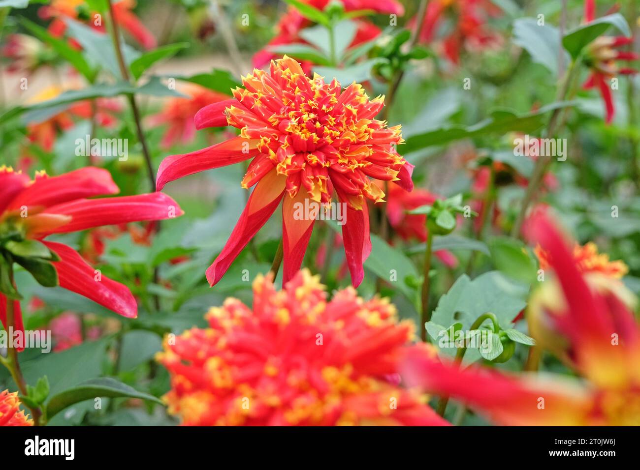 Star sparkle hi-res stock photography and images - Alamy