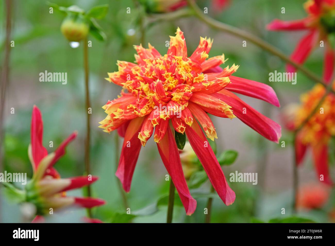 Octopus sparkle hi-res stock photography and images - Alamy