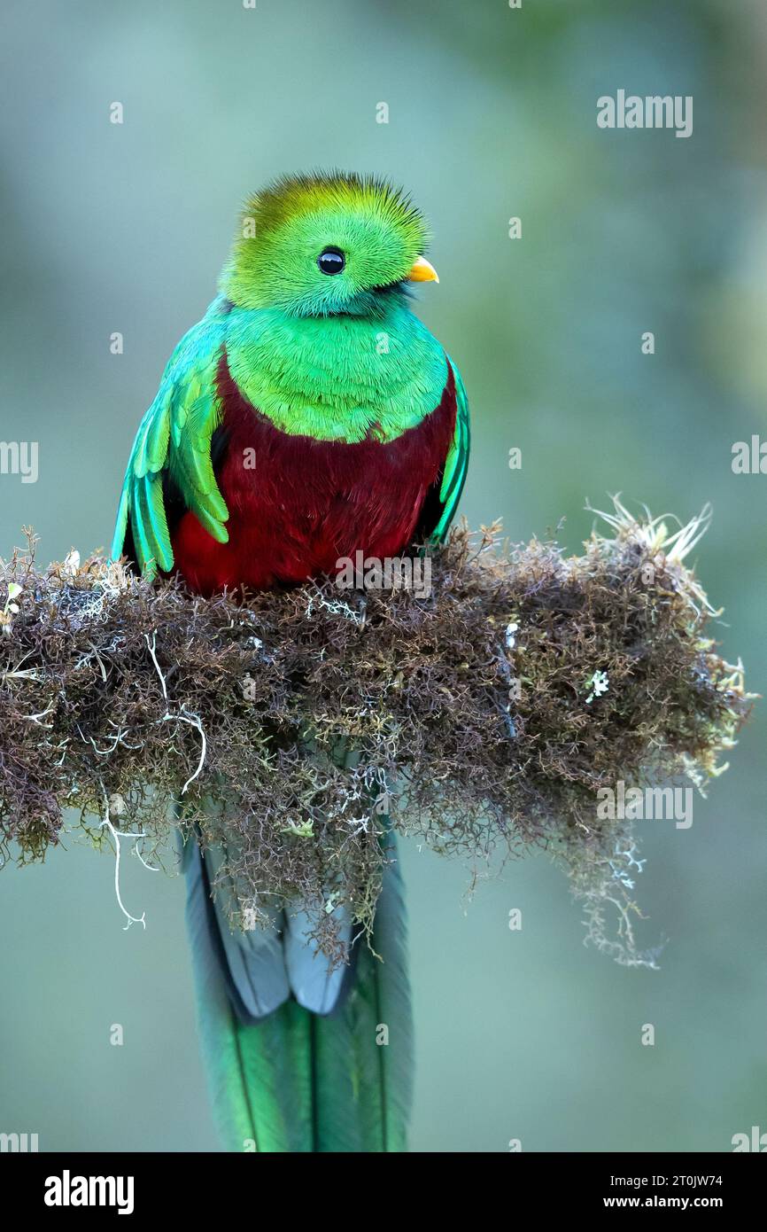 The resplendent quetzal (Pharomachrus mocinno) is a small bird found in ...