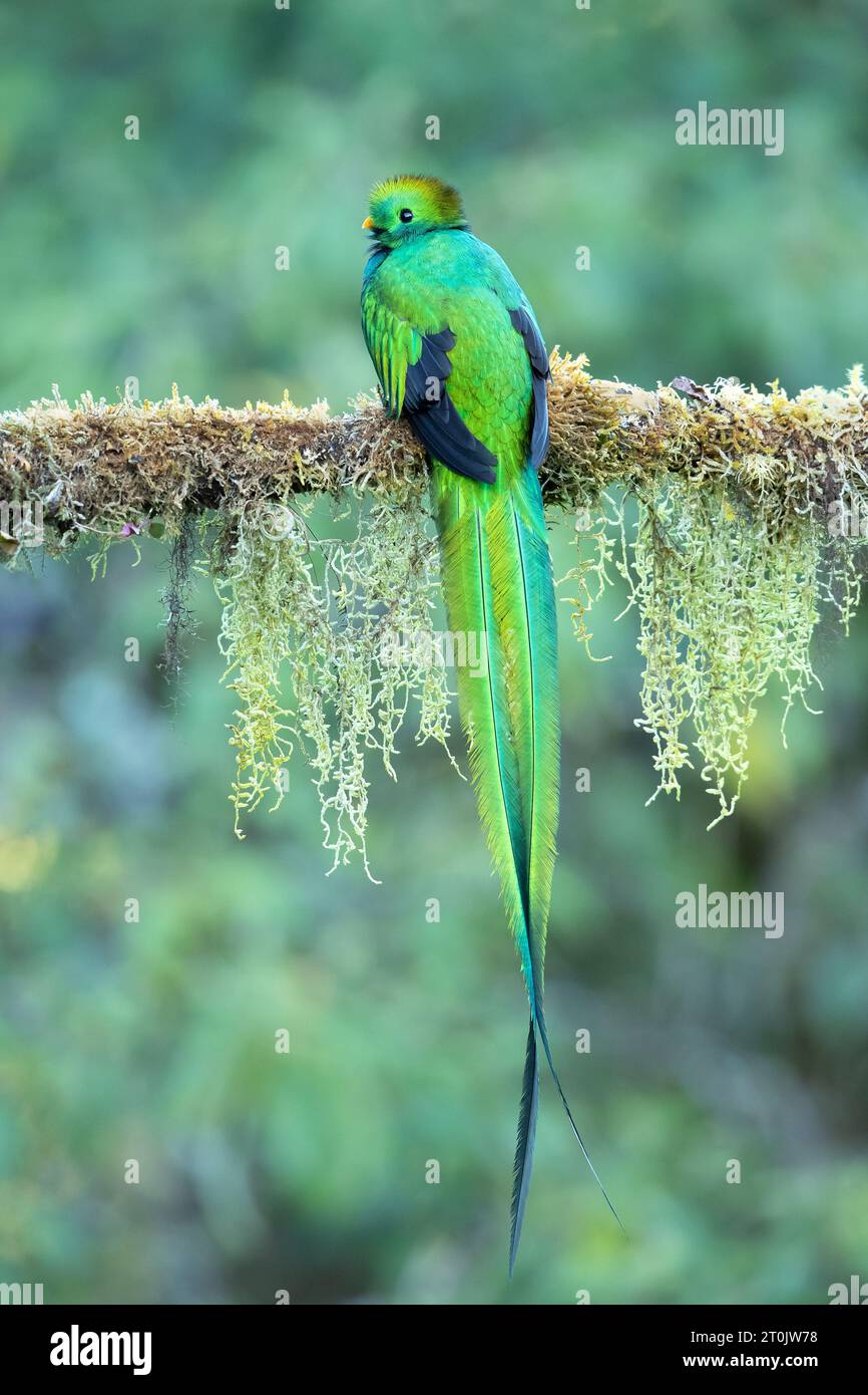 Pharomachrus mocinno hi-res stock photography and images - Alamy