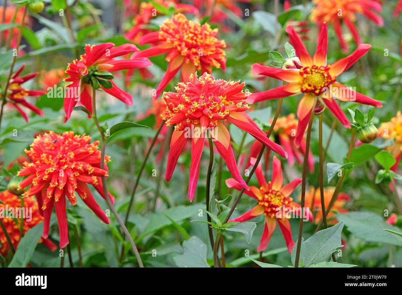 Red and yellow star anemone Dahlia Octopus Sparkle in flower Stock ...