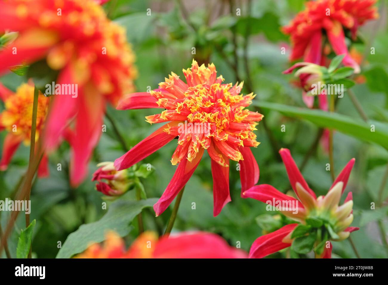Red and yellow star anemone Dahlia Octopus Sparkle in flower Stock ...