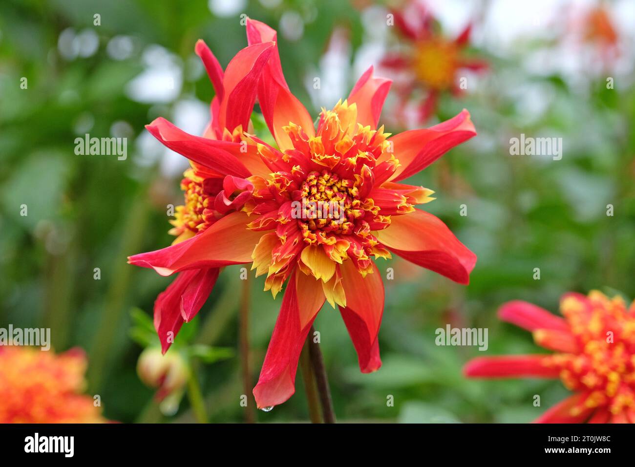Octopus sparkle hi-res stock photography and images - Alamy