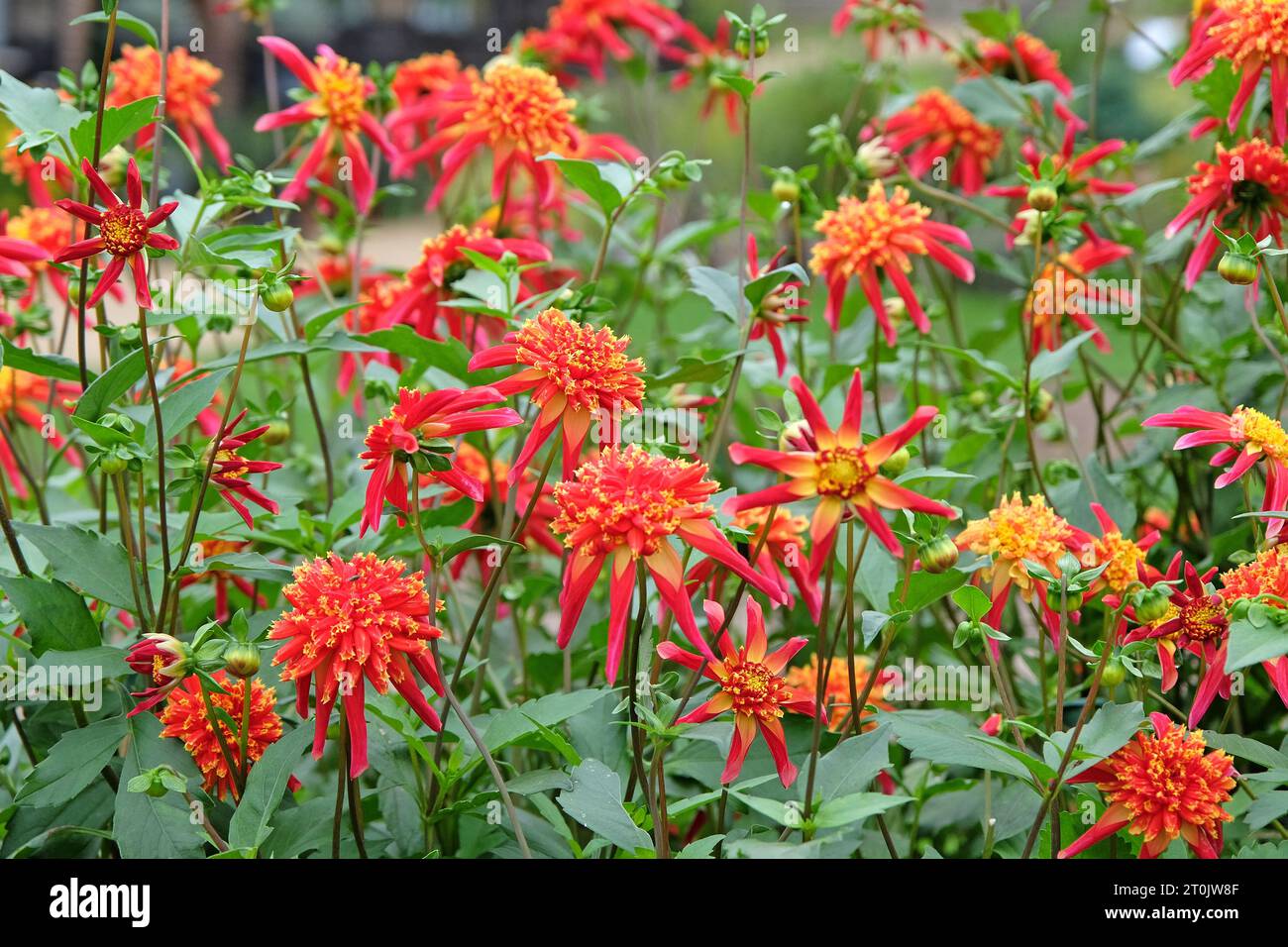 Octopus sparkle hi-res stock photography and images - Alamy