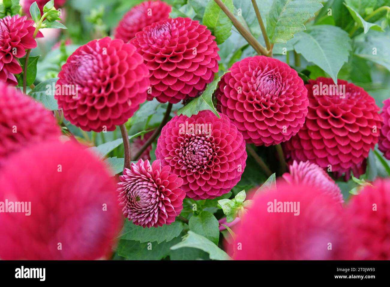 Deep red mini pompon dahlia Westerton Gatehouse in flower Stock Photo ...