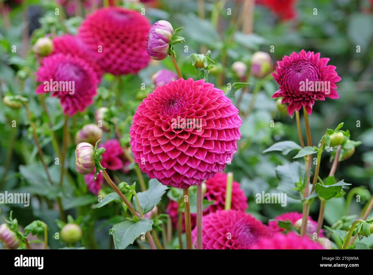 Red purple ball dahlia 'Blyton Red Ace' in flower Stock Photo - Alamy