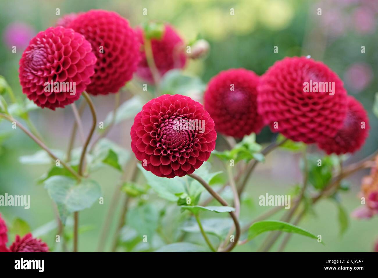 Deep red mini pompon dahlia Westerton Gatehouse in flower Stock Photo ...