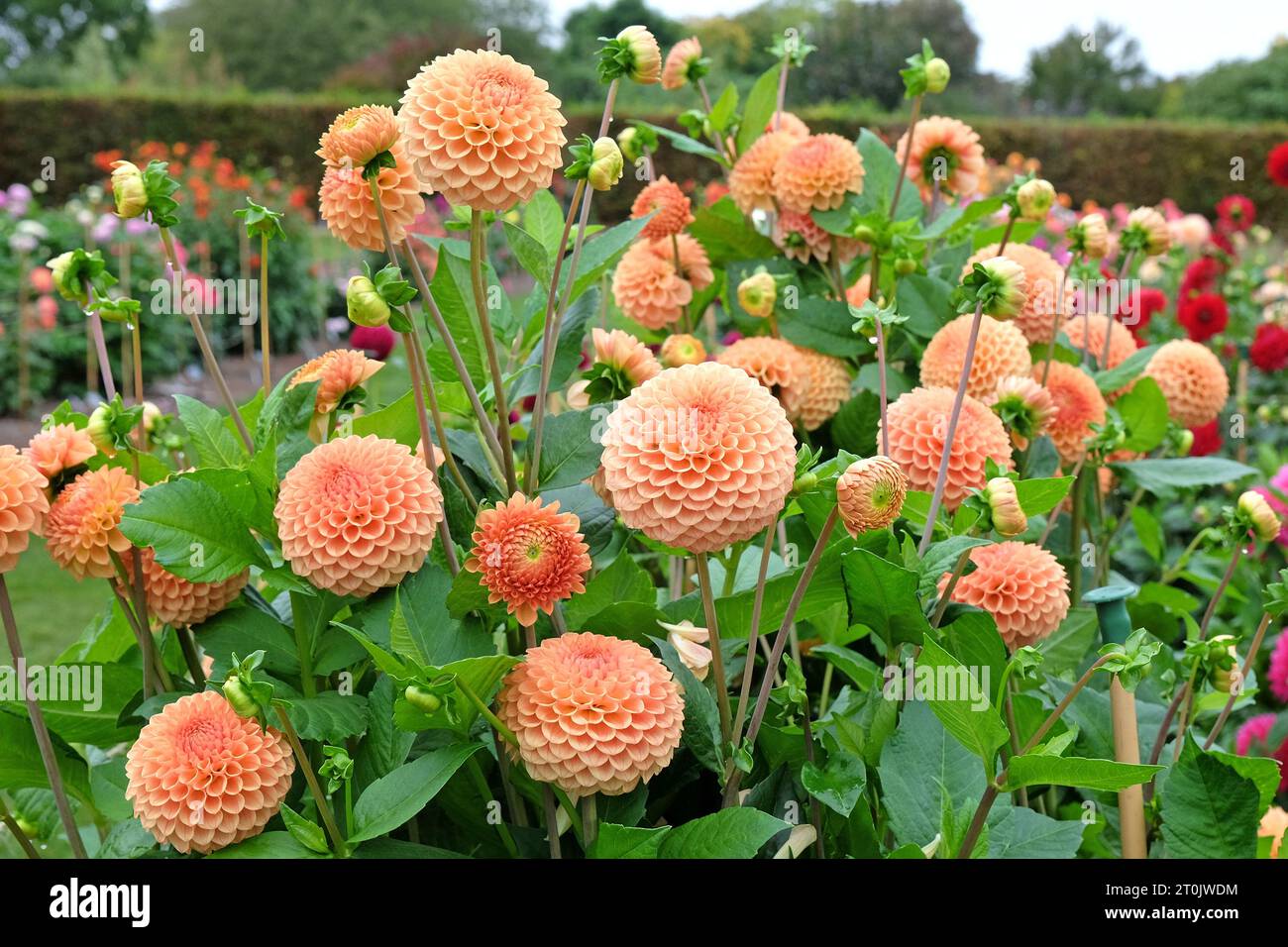 Light orange ball dahlia Ryecroft Jill in flower Stock Photo - Alamy