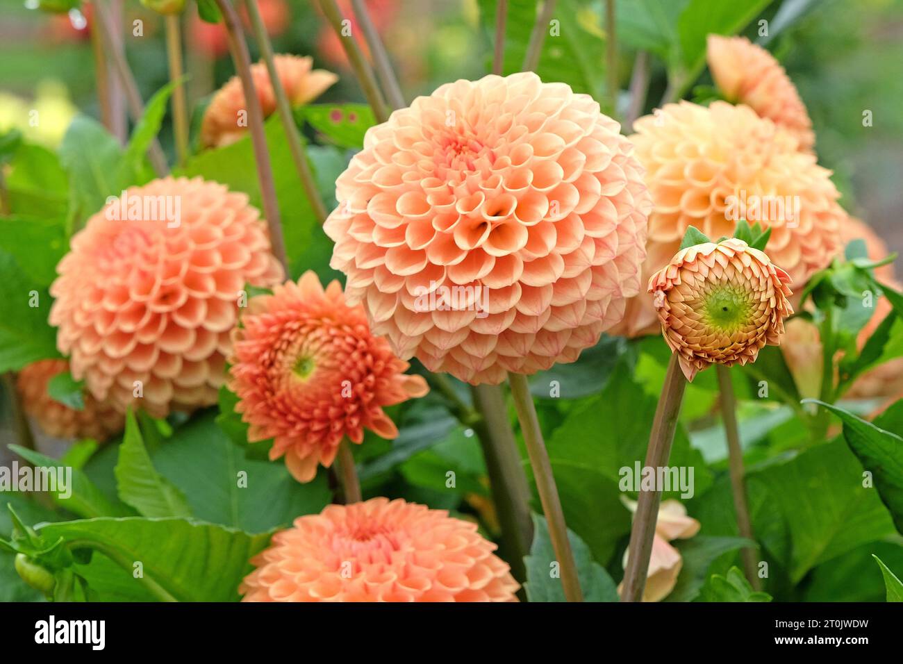 Light orange ball dahlia Ryecroft Jill in flower Stock Photo - Alamy