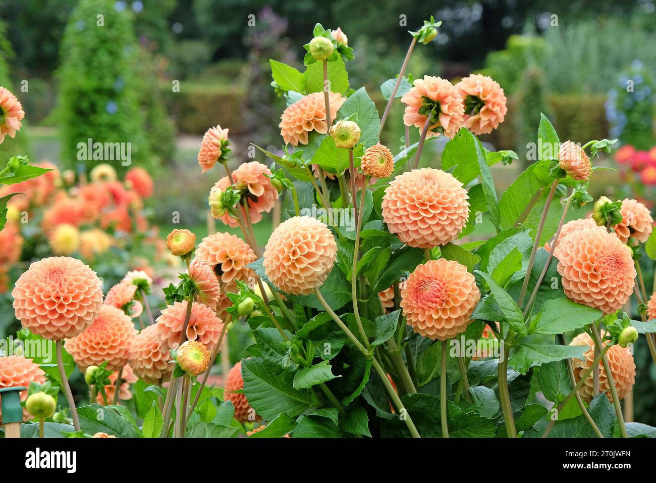 Ryecroft jill hi-res stock photography and images - Alamy