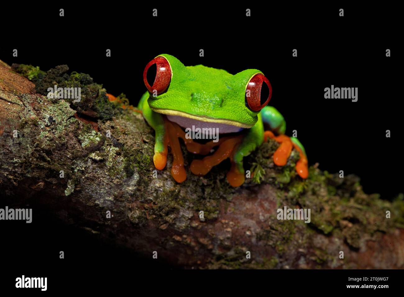 It is one of the most recognizable frogs. It is native to forests from ...