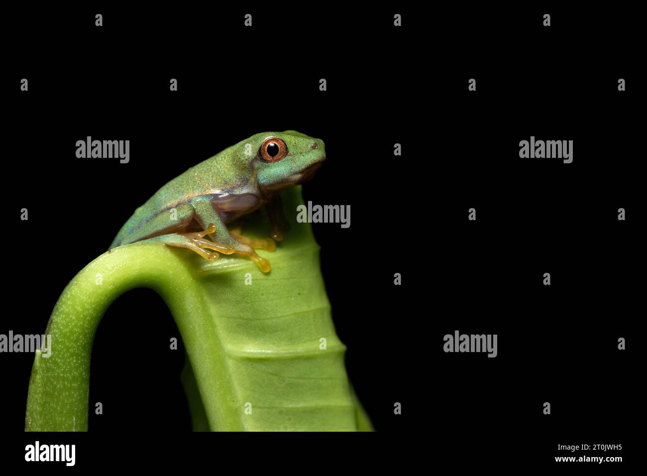 It is one of the most recognizable frogs. It is native to forests from ...