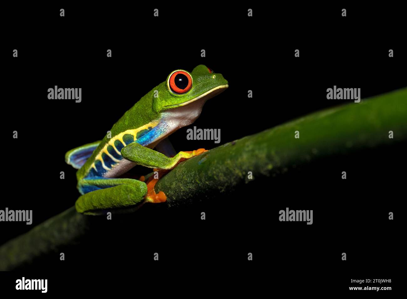 It is one of the most recognizable frogs. It is native to forests from ...