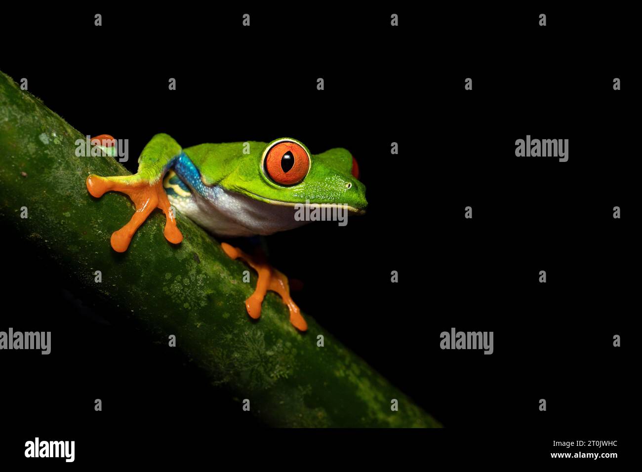 It is one of the most recognizable frogs. It is native to forests from ...