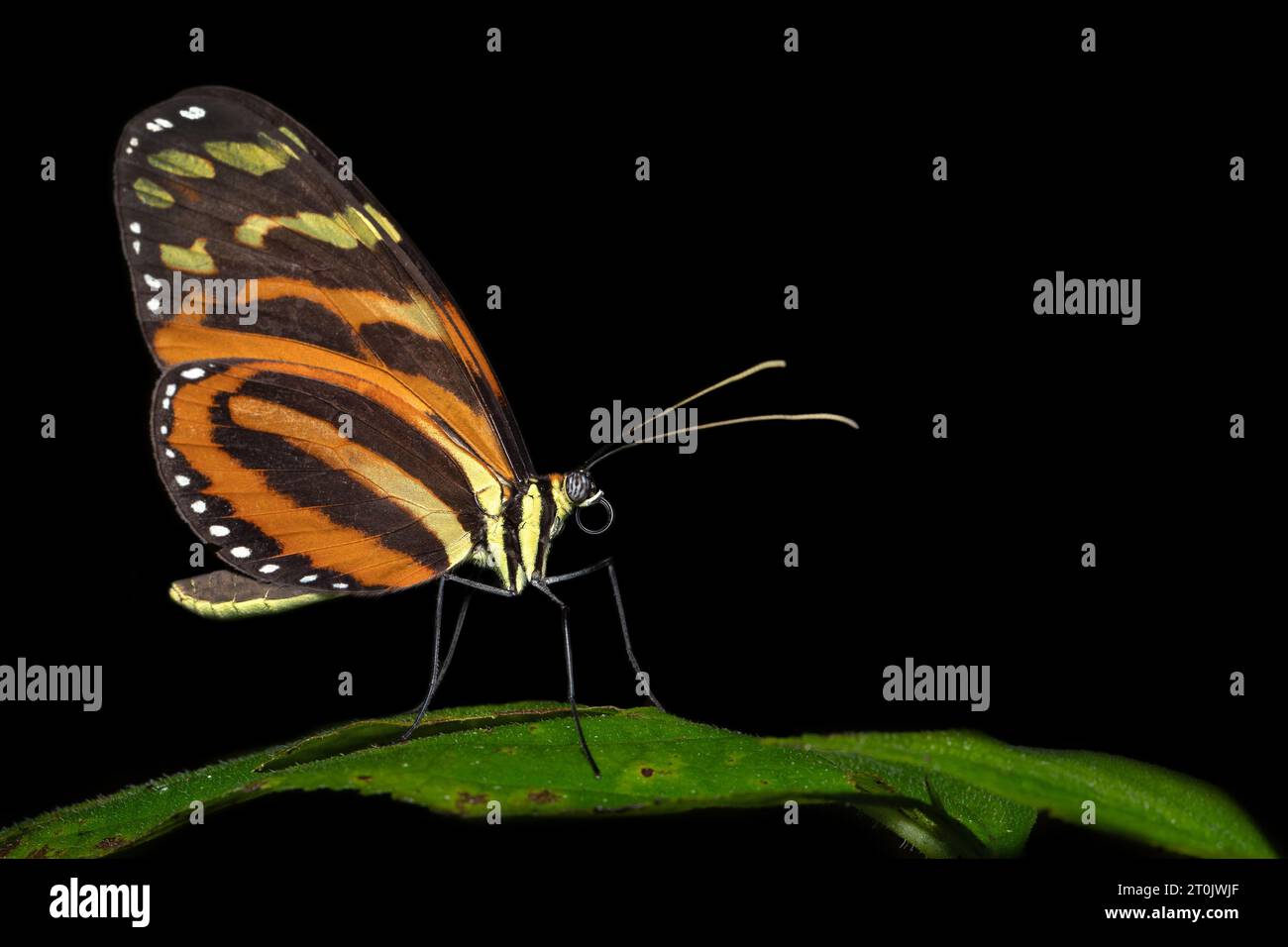 Melinaea is a genus of clearwing (ithomiine) butterflies. They are in ...