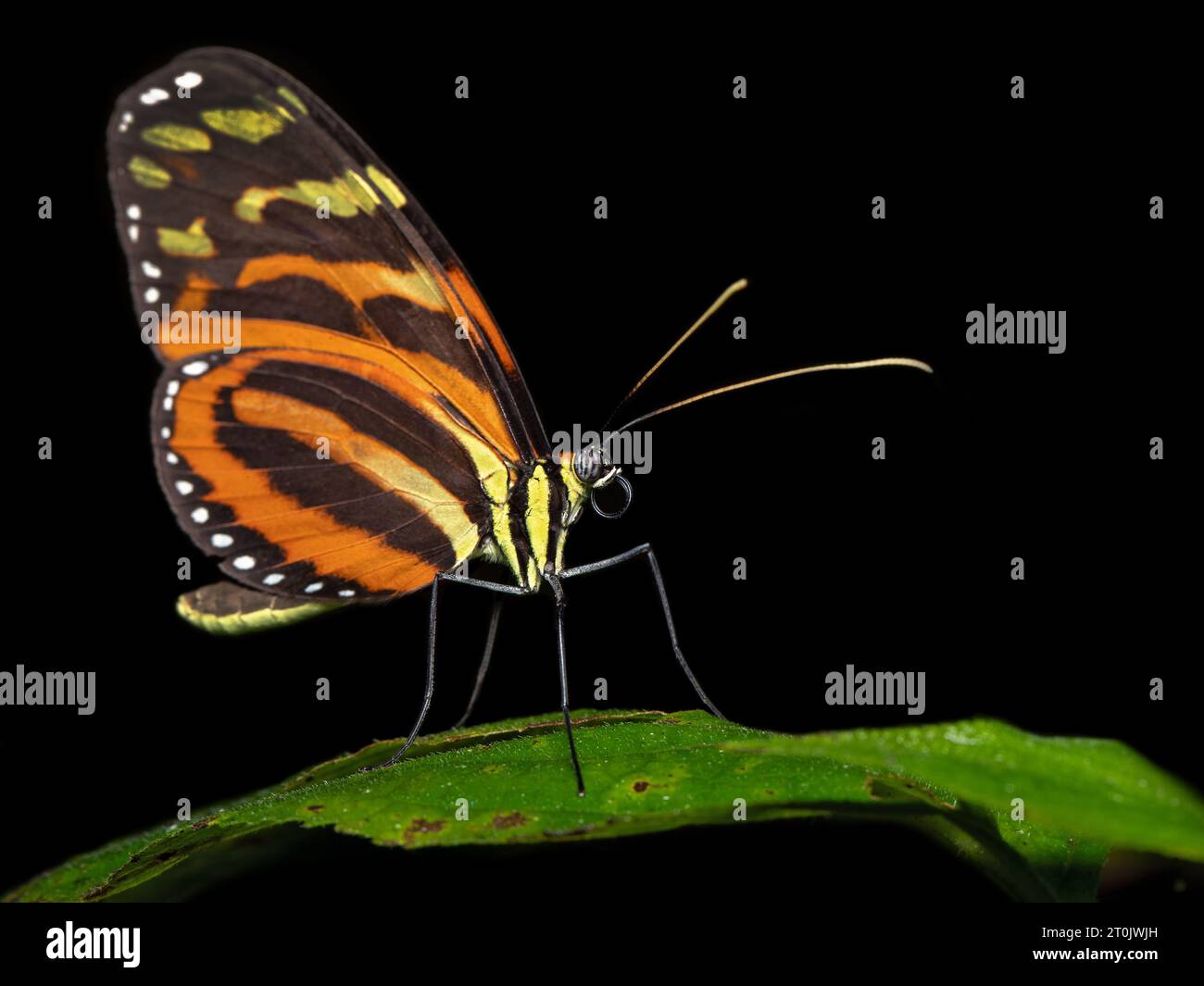 Brush footed butterfly family hi-res stock photography and images - Alamy