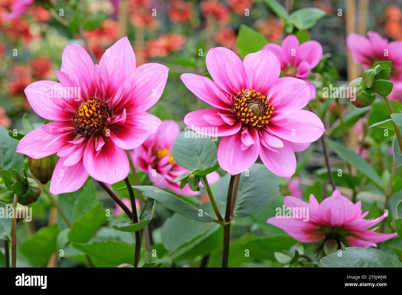 Pink and purple collarette Dahlia ÔSkyfallÕ in flower Stock Photo - Alamy