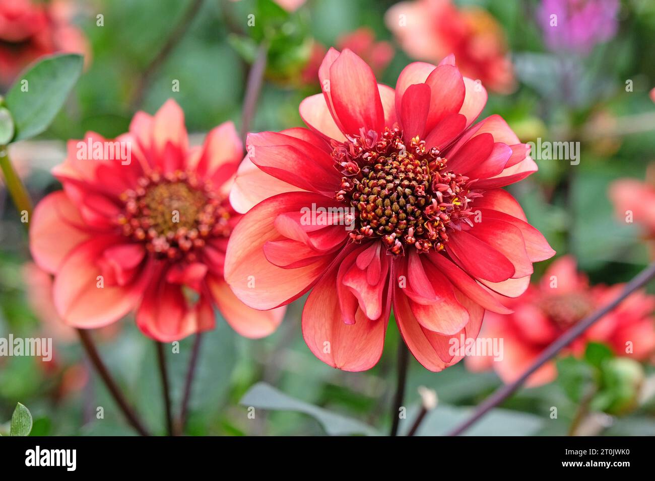 Orange and red collarette Dahlia ÔSarah RavenÕ in flower Stock Photo ...