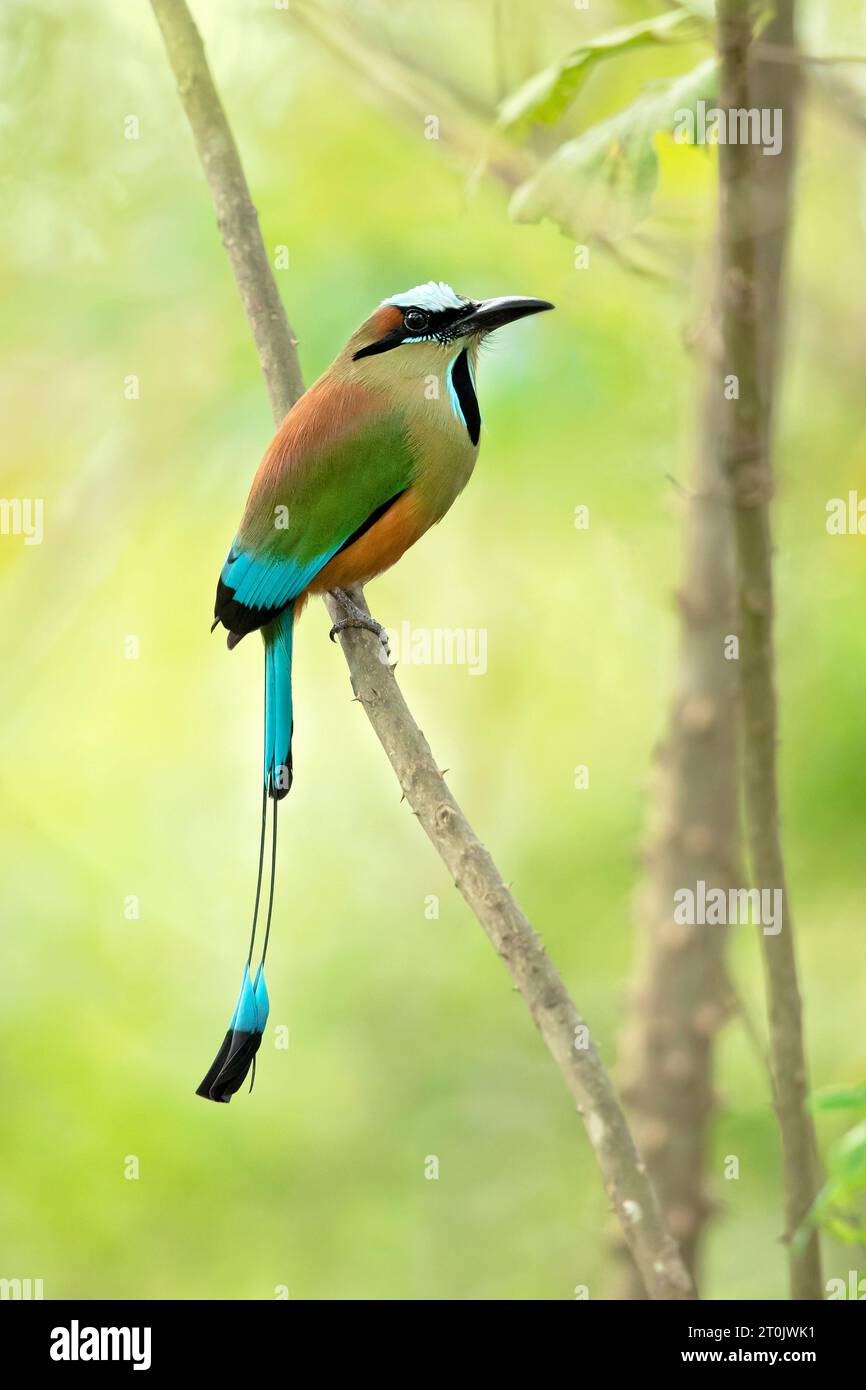 The turquoise-browed motmot (Eumomota superciliosa) is a colourful ...