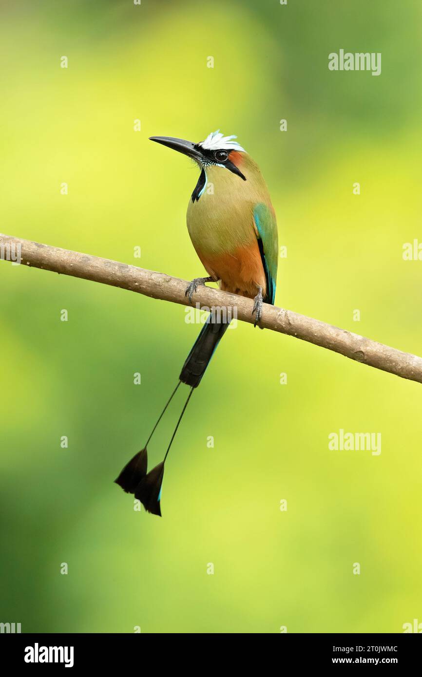 The turquoise-browed motmot (Eumomota superciliosa) is a colourful ...