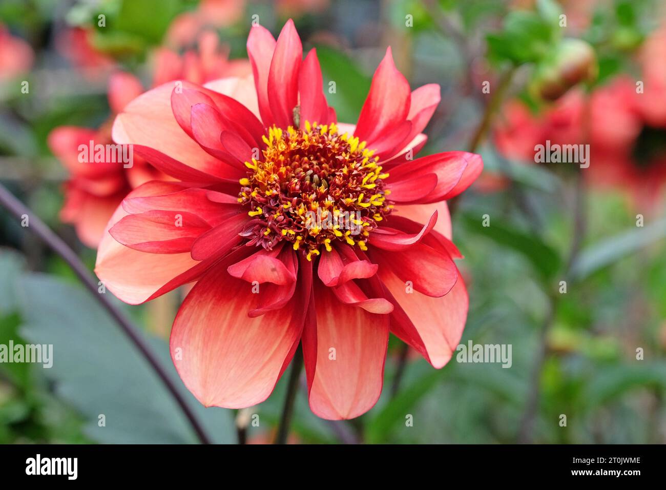 Orange and red collarette Dahlia ÔSarah RavenÕ in flower Stock Photo ...
