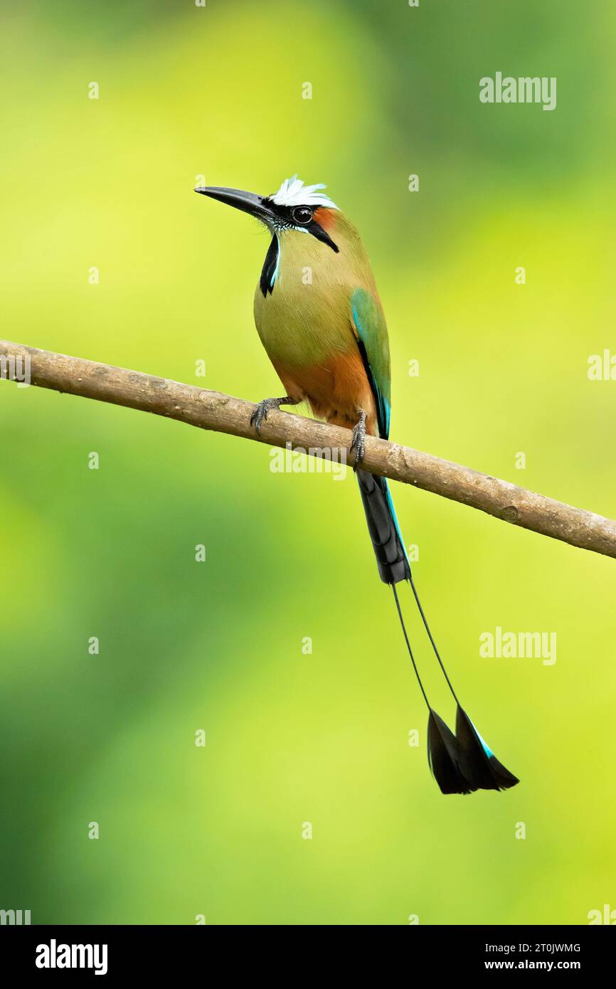 The turquoise-browed motmot (Eumomota superciliosa) is a colourful ...