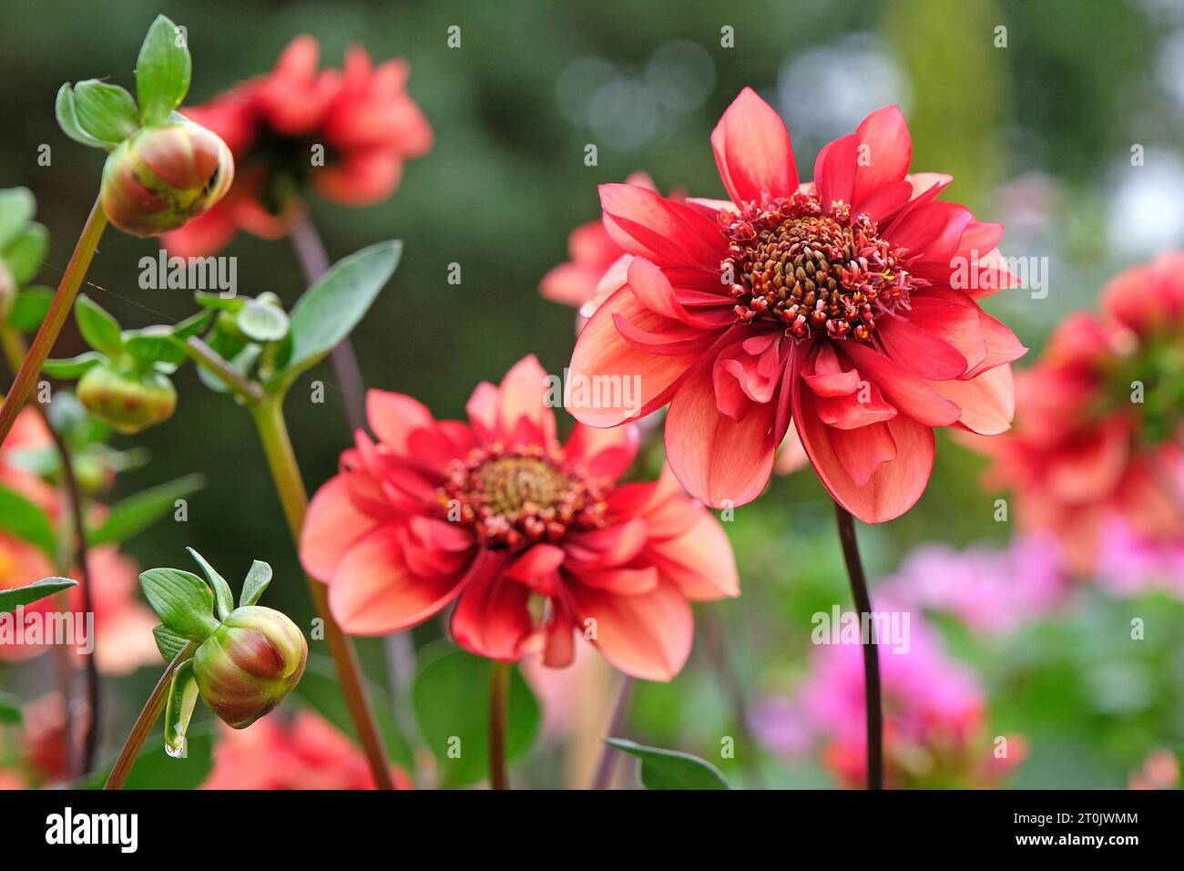 Orange and red collarette Dahlia ÔSarah RavenÕ in flower Stock Photo ...